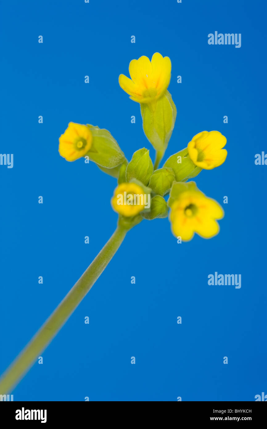 Primula blossom hi-res stock photography and images - Alamy