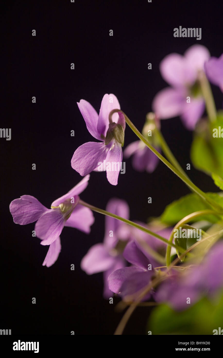 Violets hi-res stock photography and images - Alamy