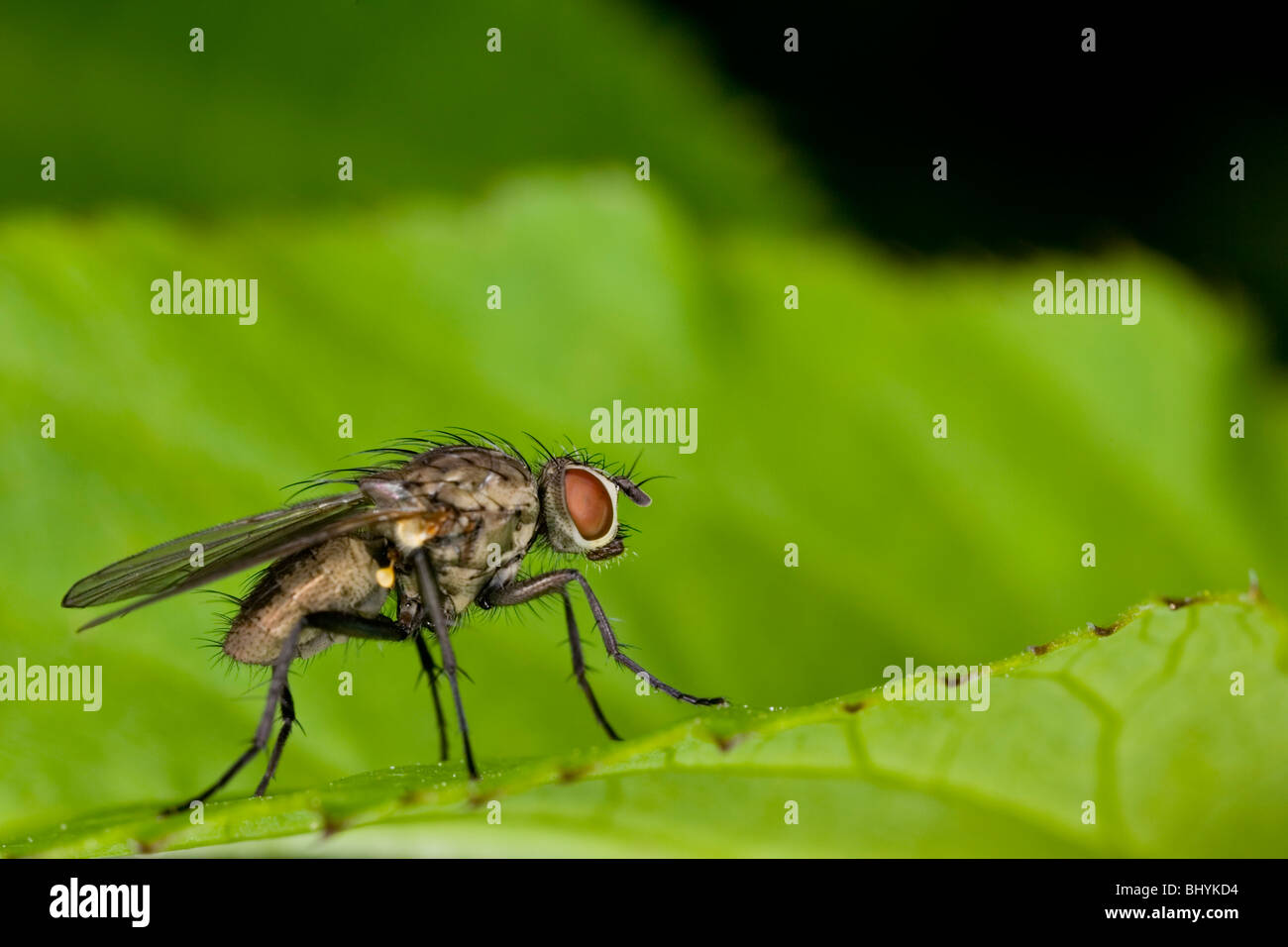 Musca domestica hi-res stock photography and images - Alamy