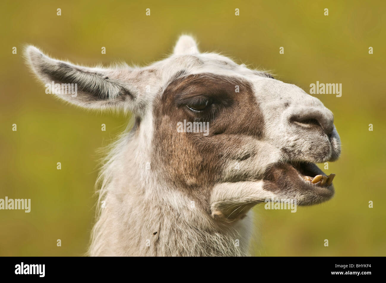 Lama animal hi-res stock photography and images - Alamy