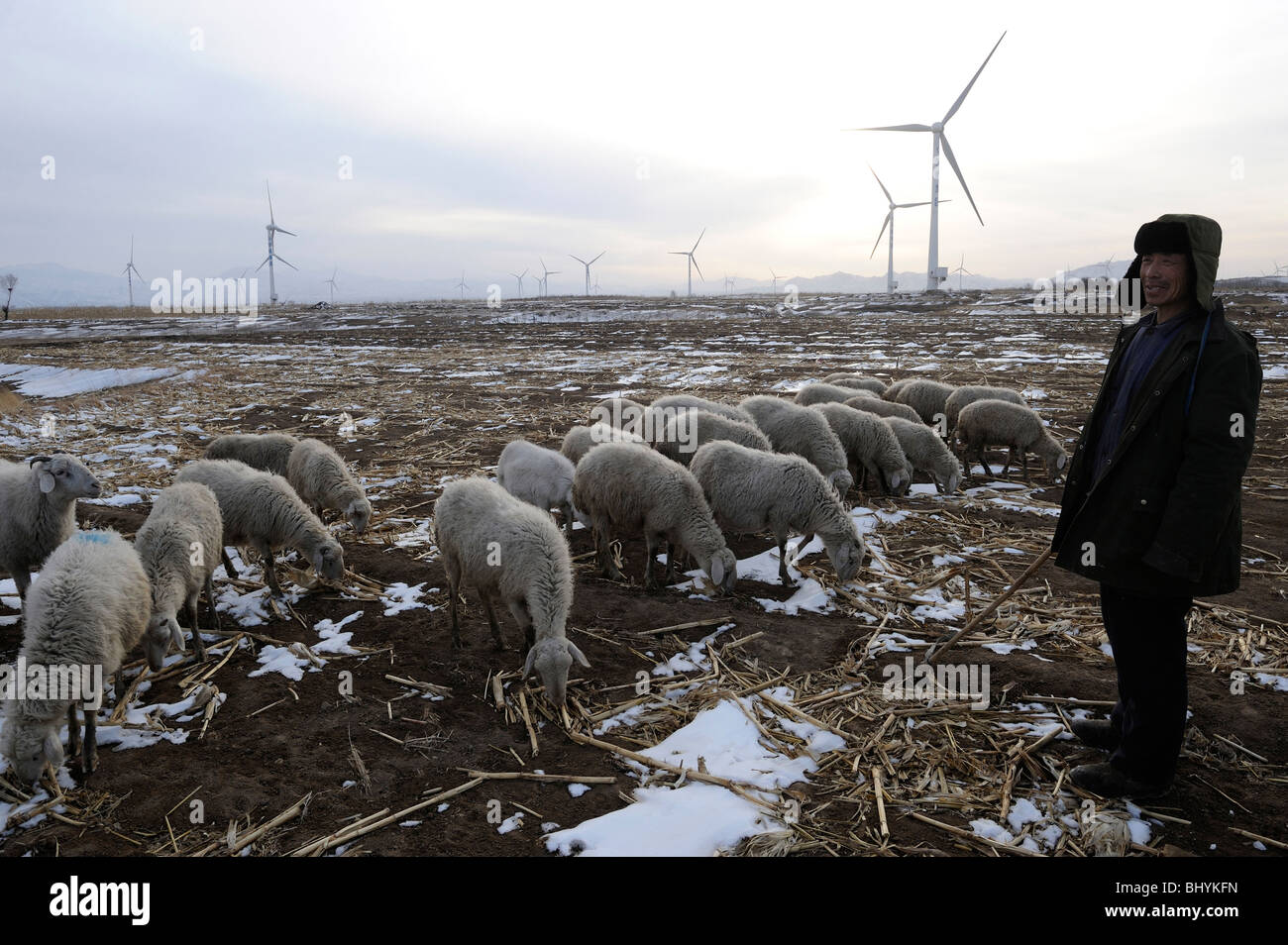 Chinese farmer grazing the sheep in a wind farm in Hebei province ...
