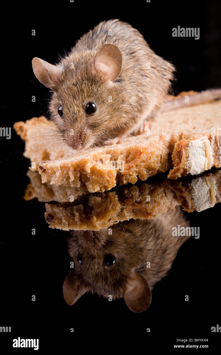 house mouse (mus musculus) with bred Stock Photo - Alamy