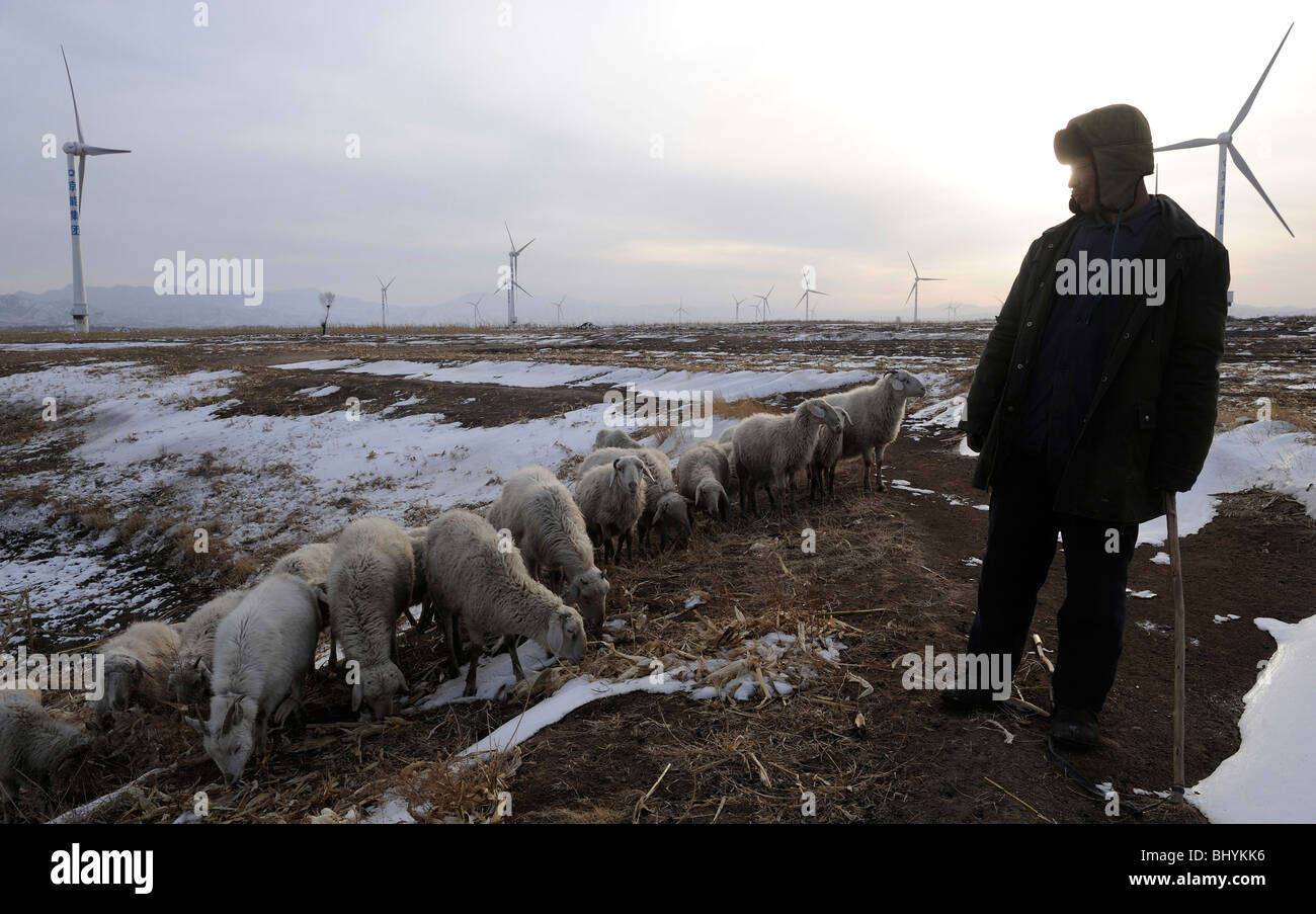 Chinese farmer grazing the sheep in a wind farm in Hebei province ...
