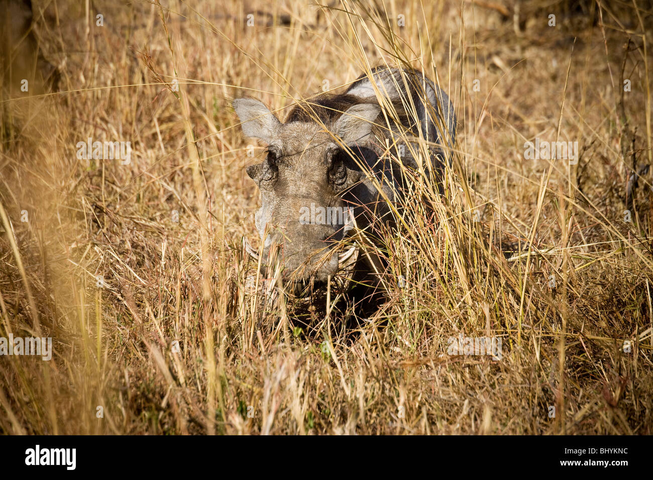 Common Warthog, Mikumi NP, Tanzania, East Africa Stock Photo - Alamy