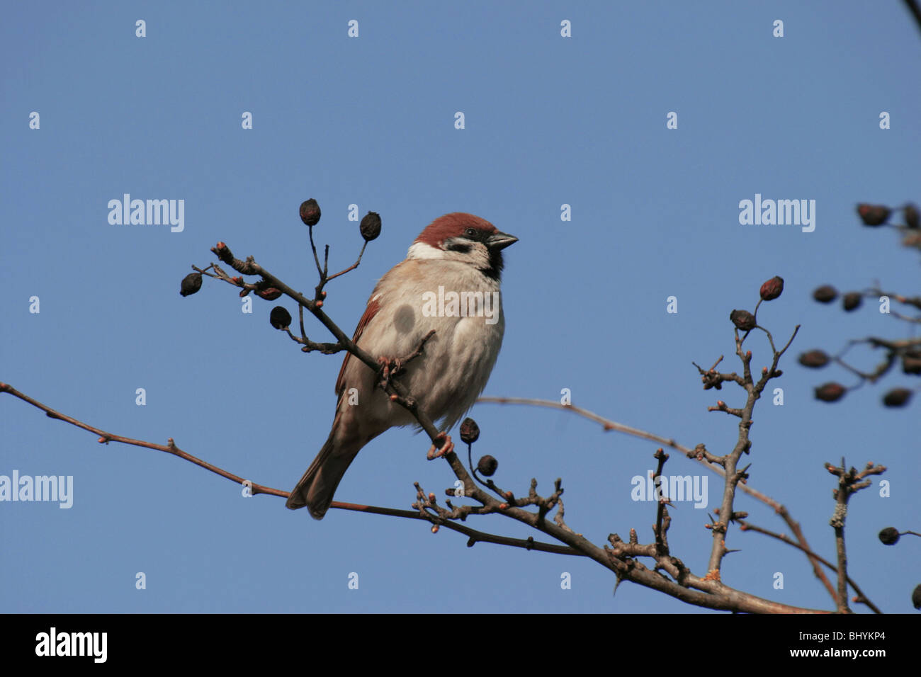 Crotch hi-res stock photography and images - Alamy