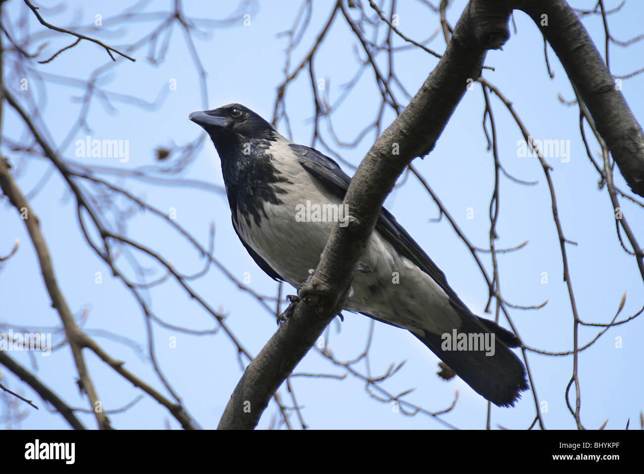 Animals crows hi-res stock photography and images - Alamy