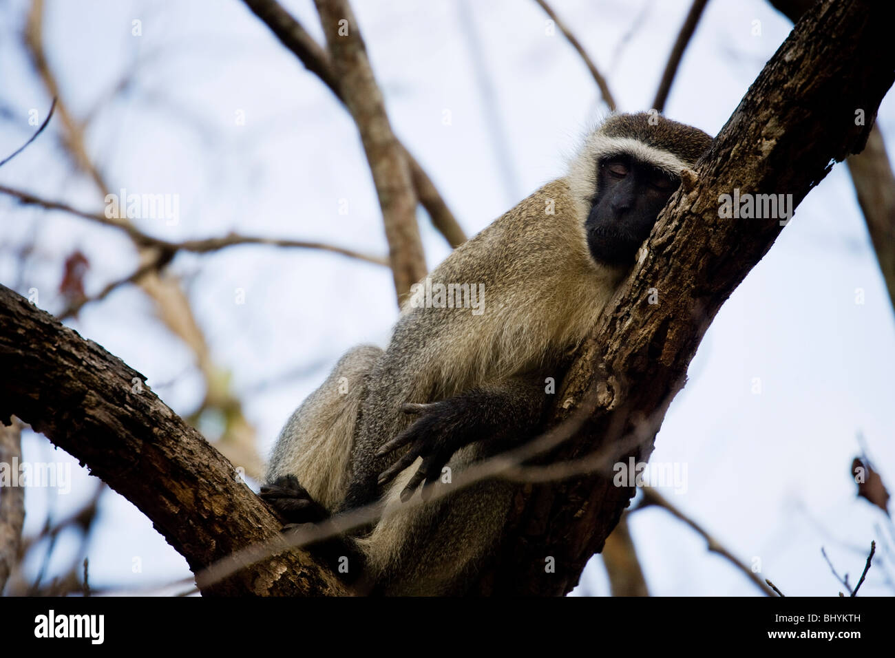 Vervet monkey cercopithecus aethiops sleeping hi-res stock photography ...