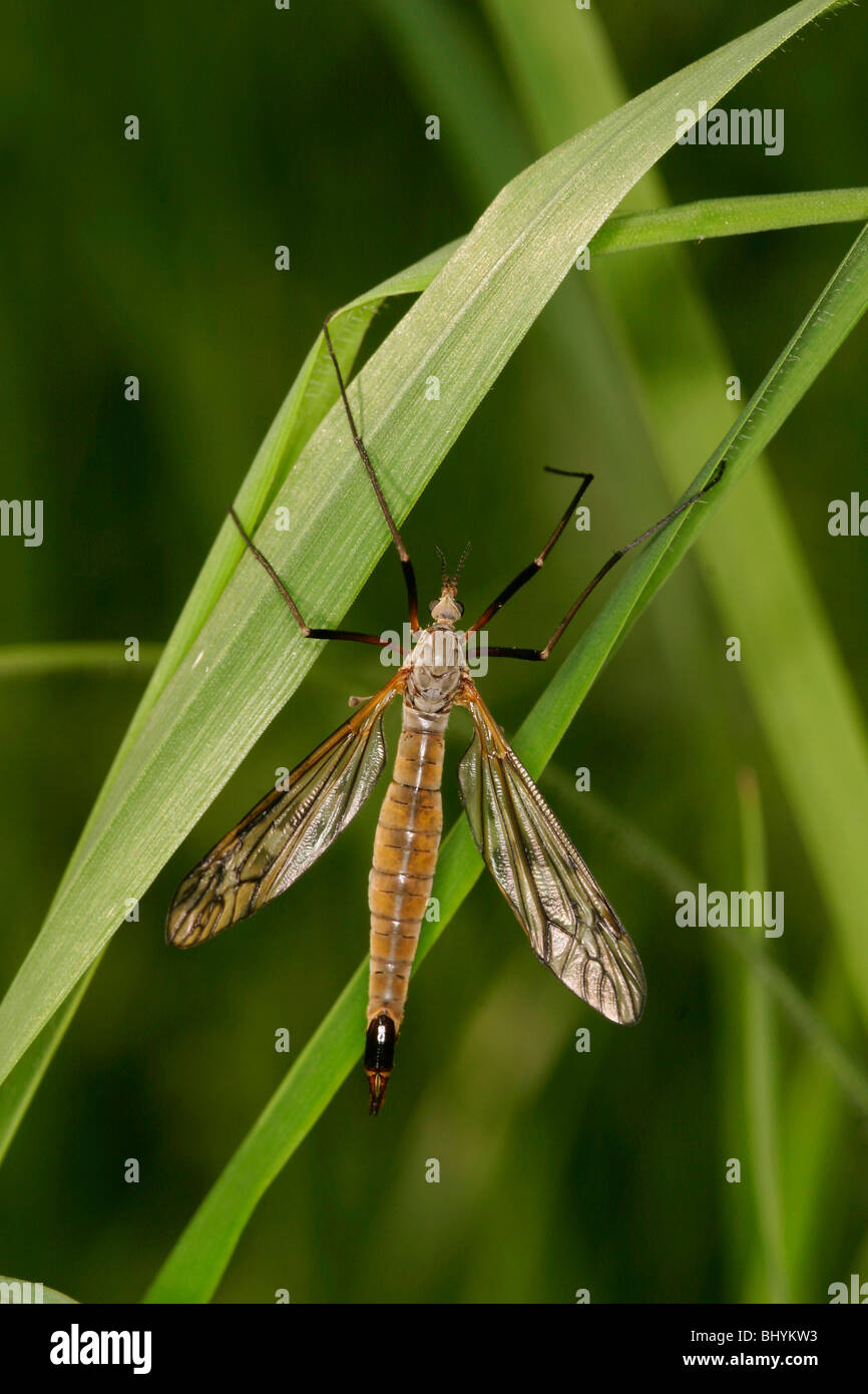 Tipula hi-res stock photography and images - Alamy