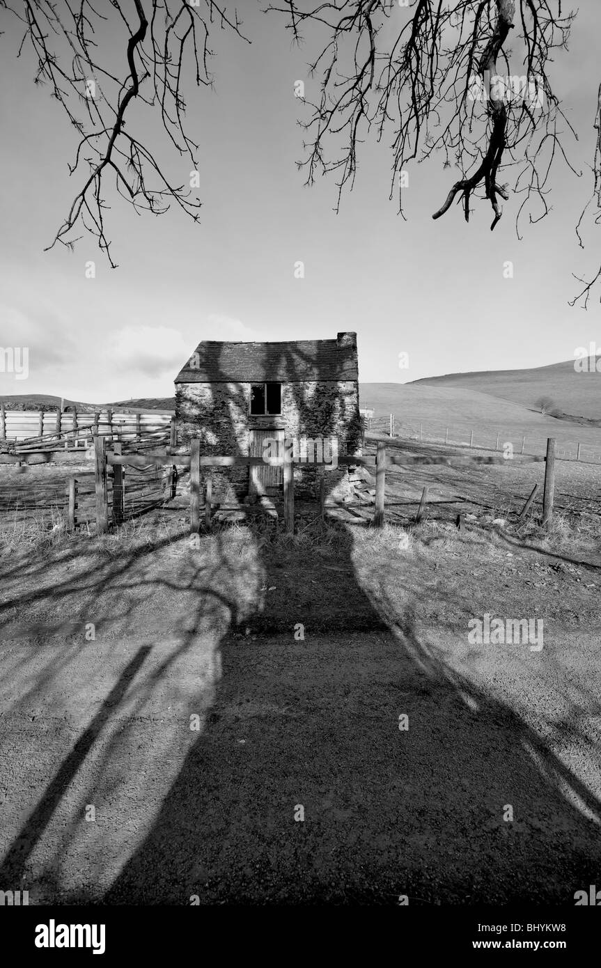 Sheep shadows shadow hi-res stock photography and images - Alamy