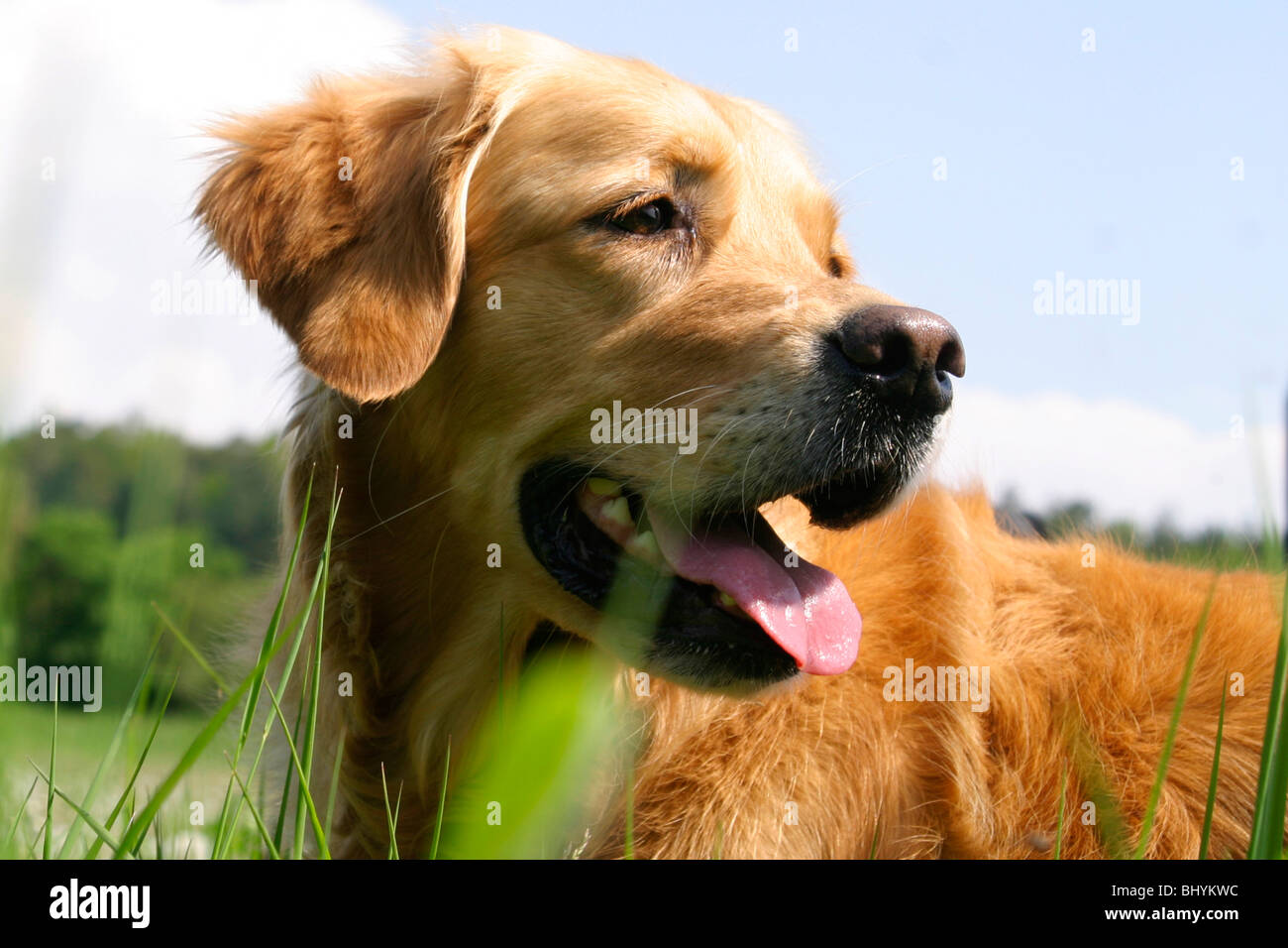Golden retriever portraits hi-res stock photography and images - Alamy