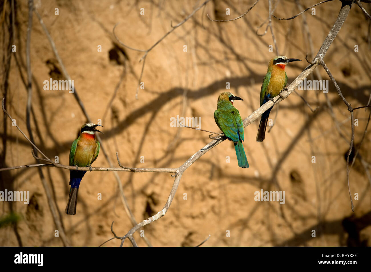 White-Fronted Bee-Eater, Selous Game Reserve, Tanzania, East Africa ...