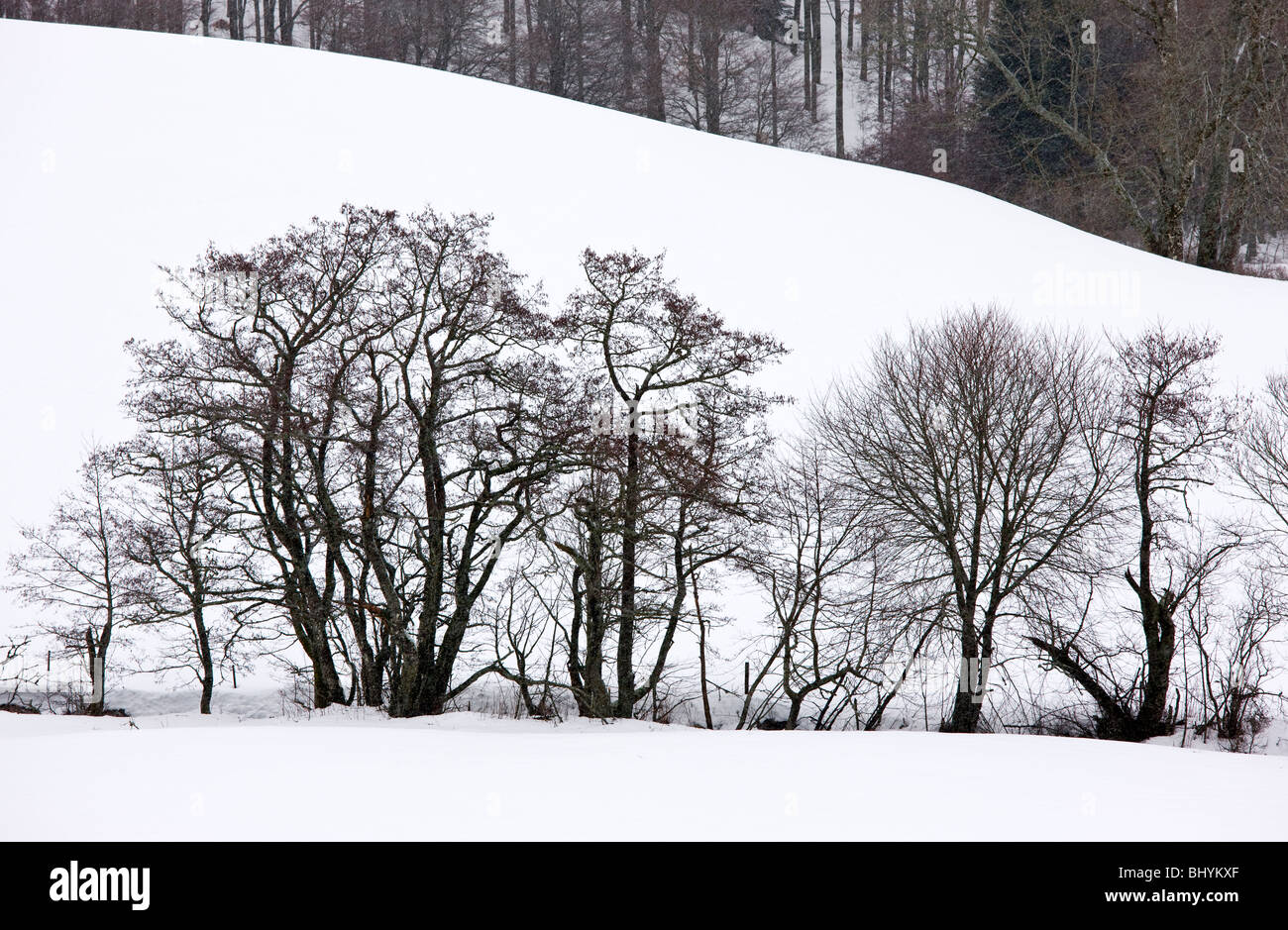 Alder trees in winter hi-res stock photography and images - Alamy