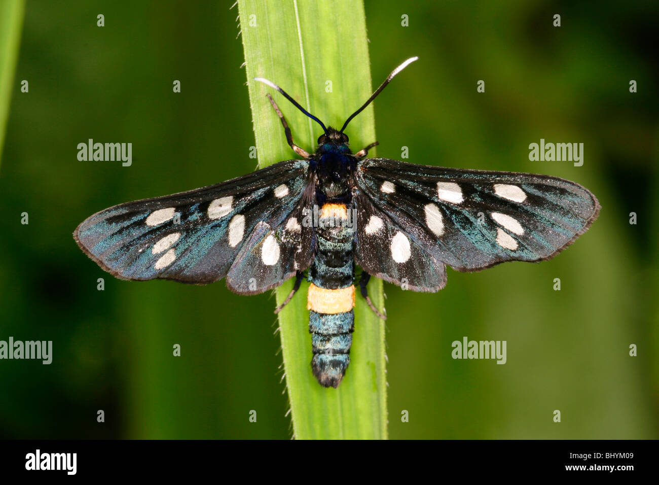 Amata hi-res stock photography and images - Alamy