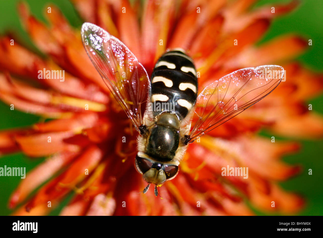Scaeva pyrastri scaeva pyrastri hi-res stock photography and images - Alamy