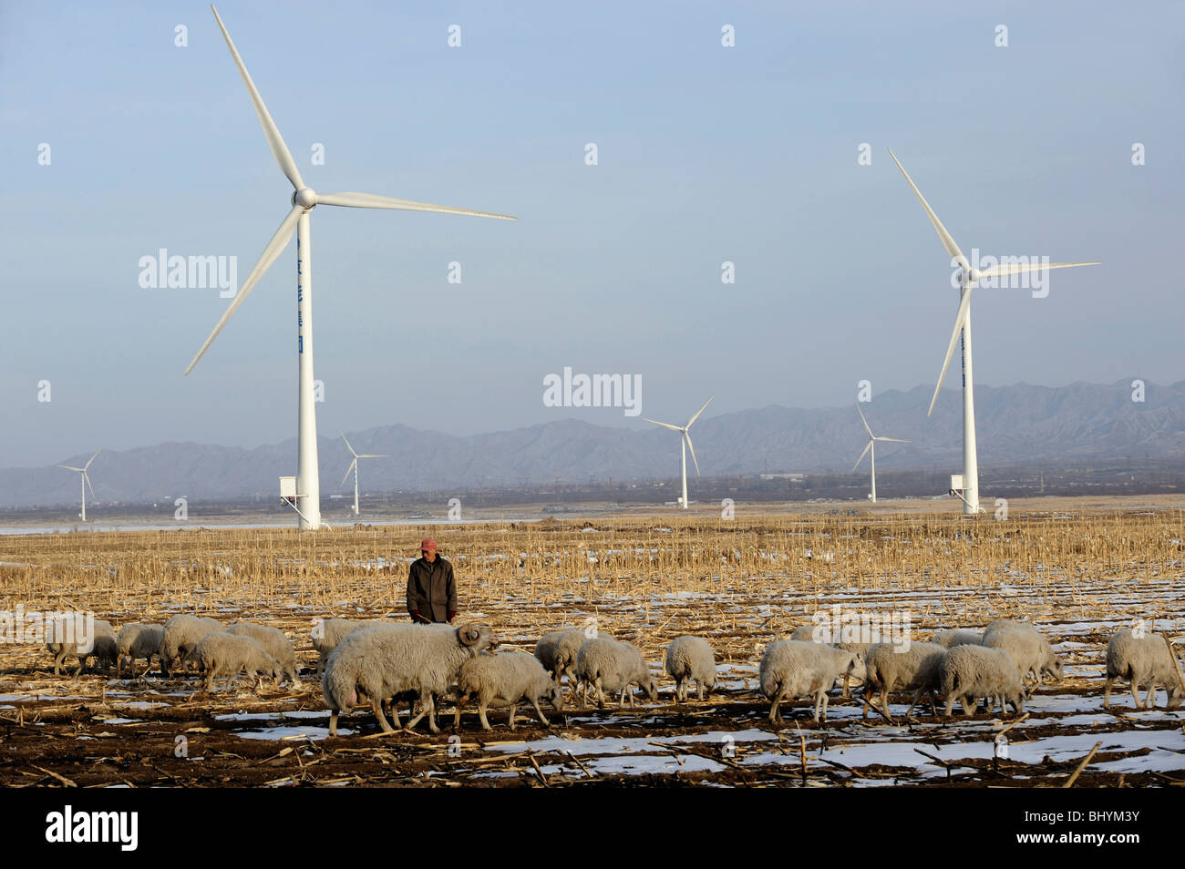 Farmer grazing the sheep in Wind Farm in Hebei province, China. 02-Mar ...