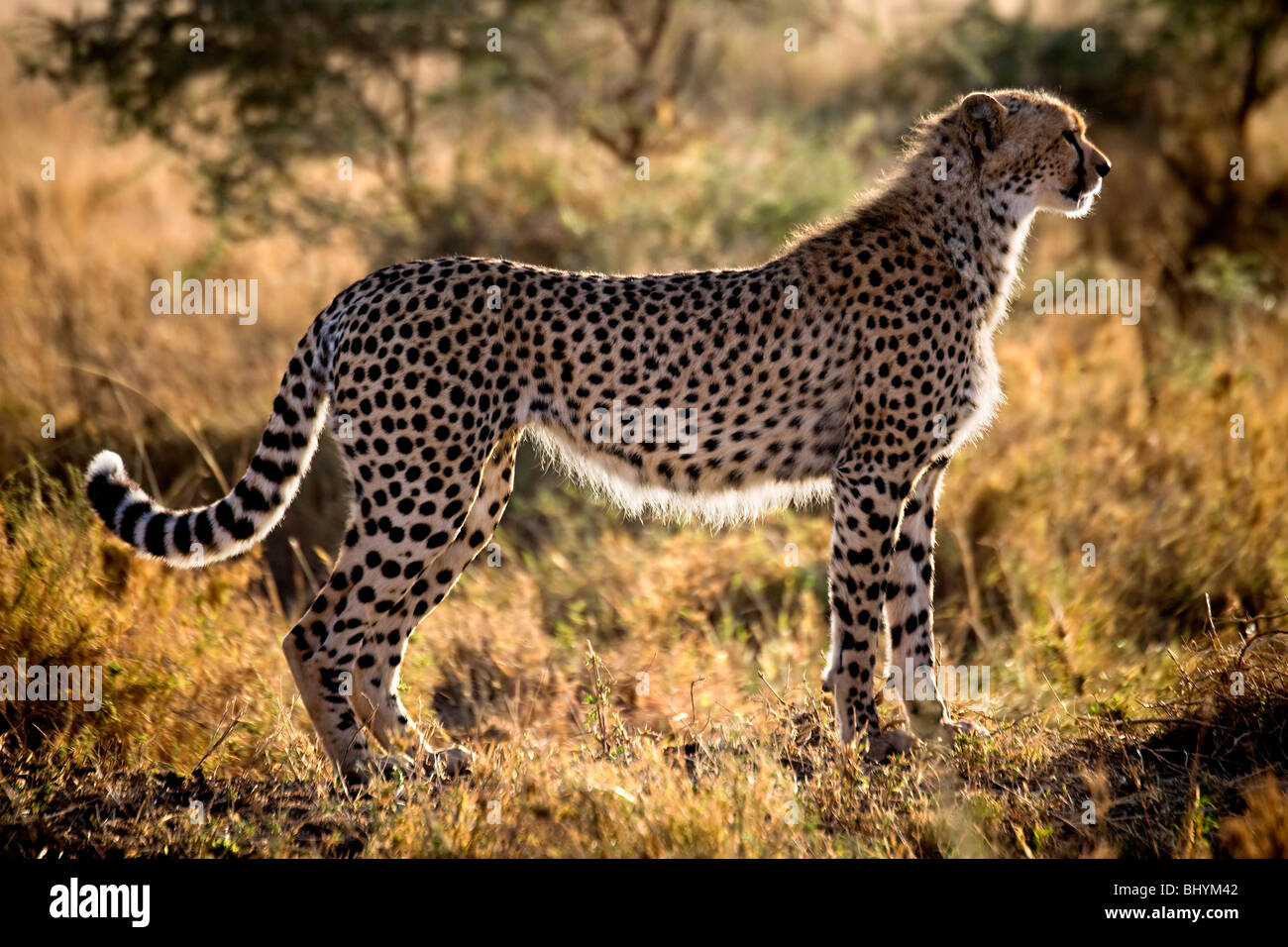 Cheetah on the hunt, Serengeti NP, Tanzania, East Africa Stock Photo ...