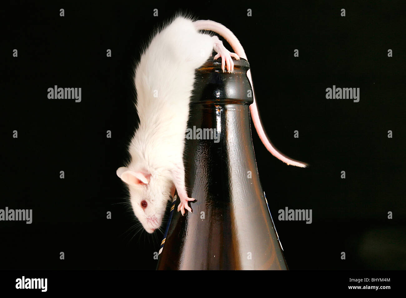 white mouse on a beer bottle Stock Photo - Alamy