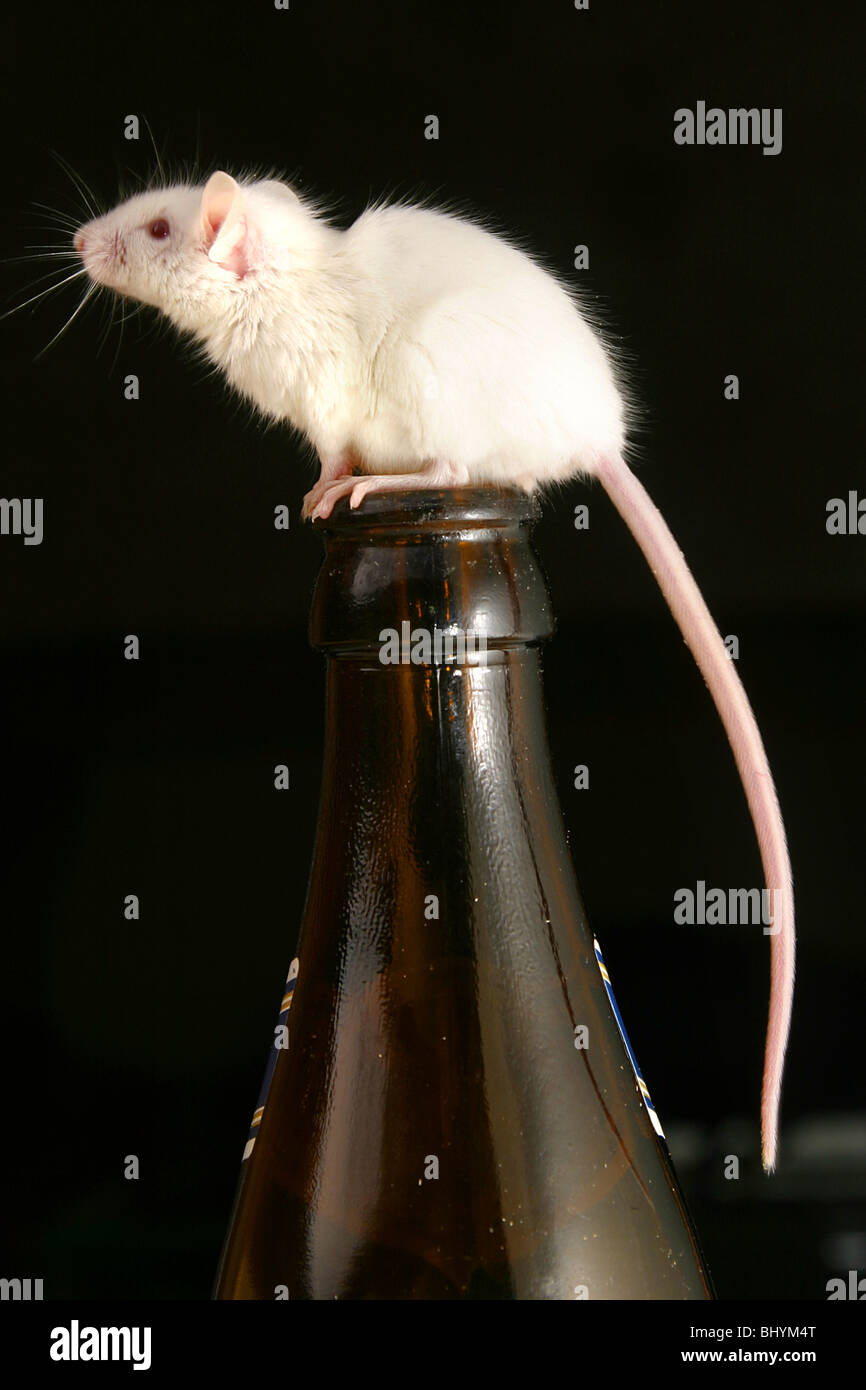 white mouse on a beer bottle Stock Photo - Alamy