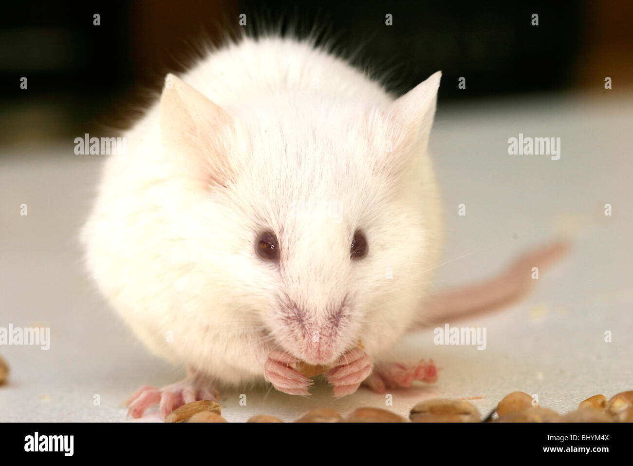 white mouse by eating Stock Photo - Alamy