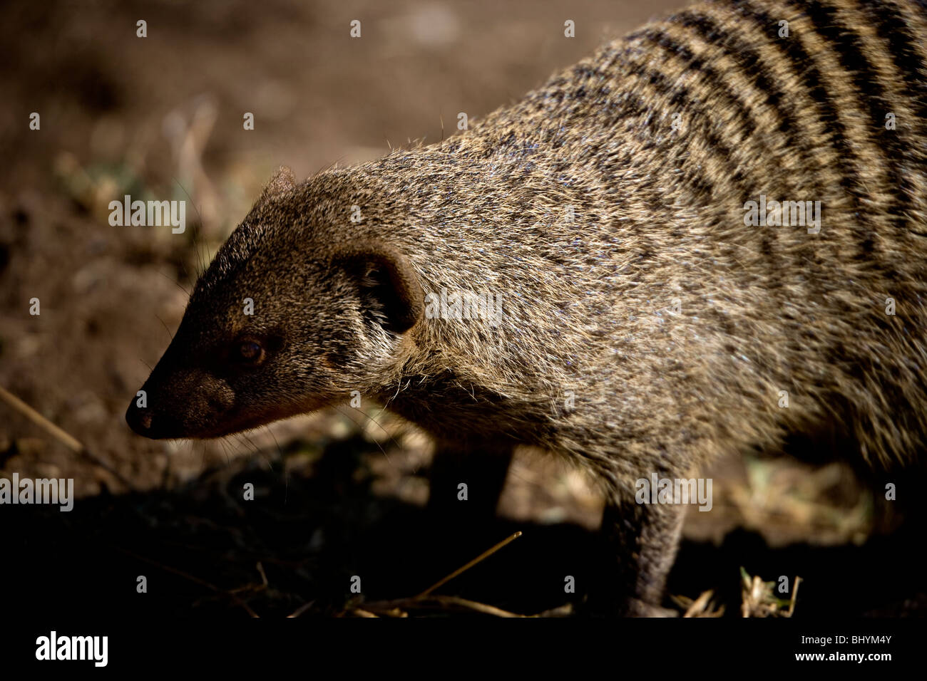 Banded Mongoose, Serengeti NP, Tanzania, East Africa Stock Photo - Alamy