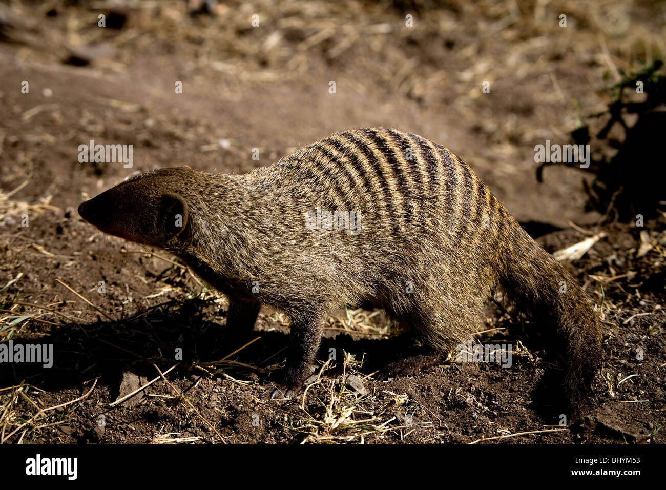 Banded mongoose serengeti tanzania hi-res stock photography and images ...