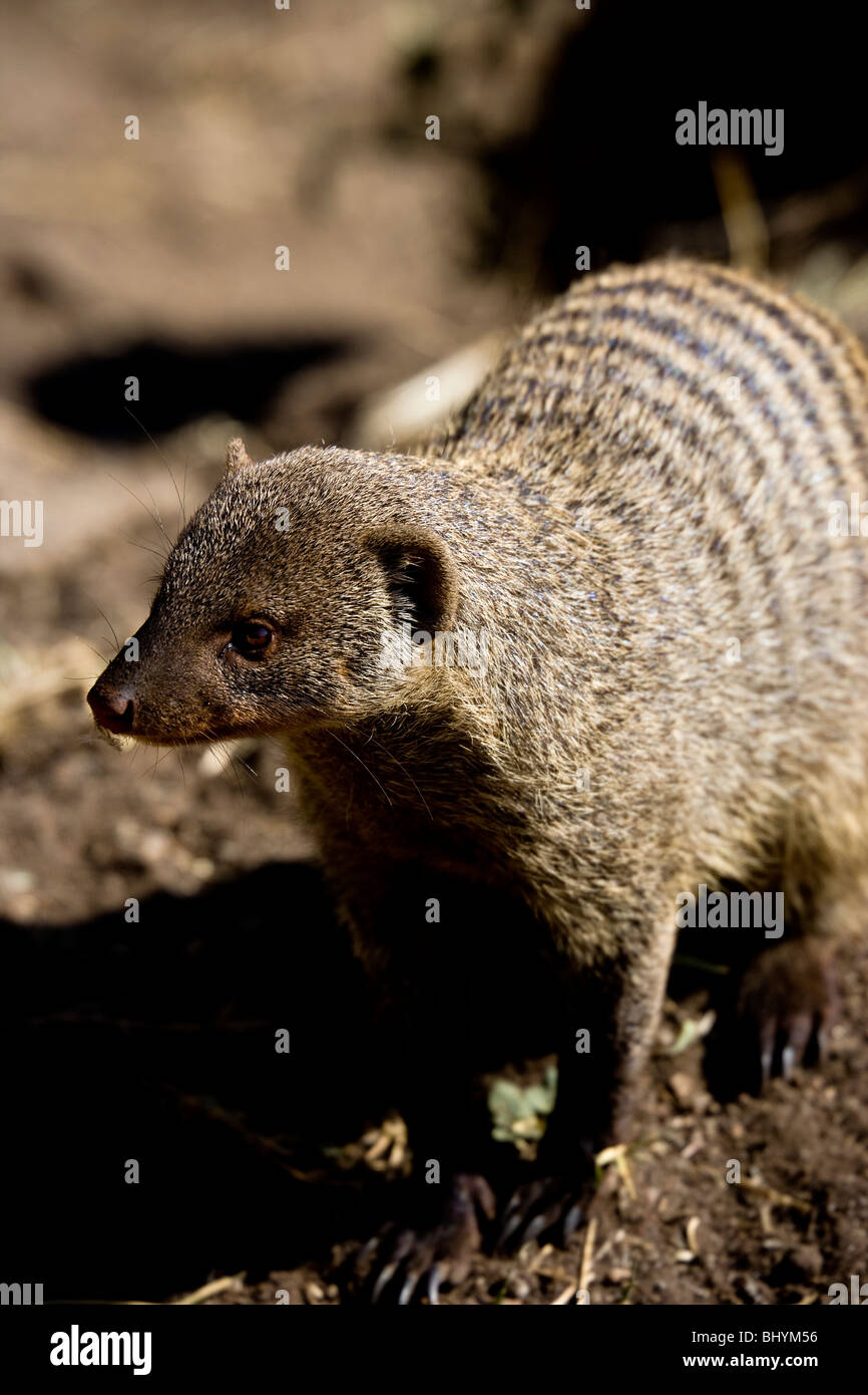 Banded mongoose serengeti tanzania hi-res stock photography and images ...