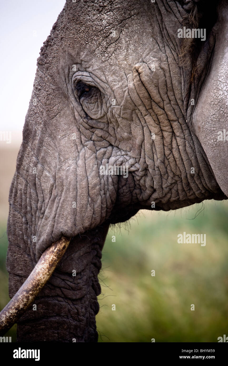 Lone elephant, Serengeti NP, Tanzania, East Africa Stock Photo - Alamy