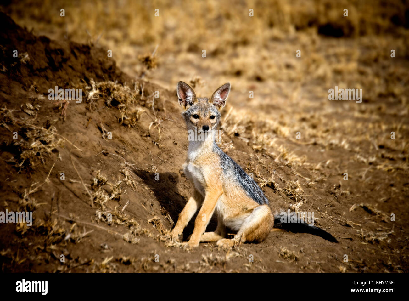 Silver backed jackal hi-res stock photography and images - Alamy