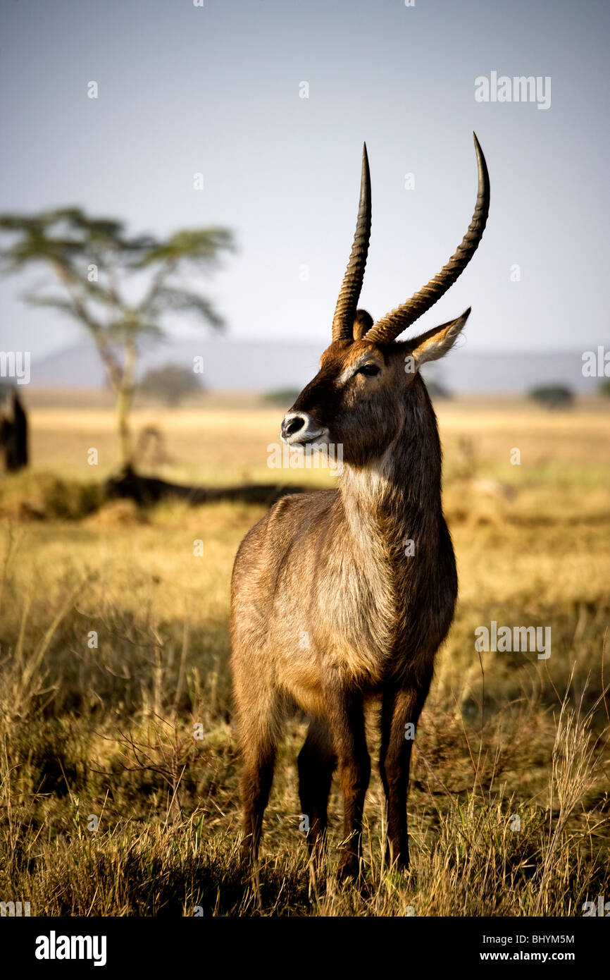 Male Waterbuck, Serengeti NP, Tanzania, East Africa Stock Photo - Alamy