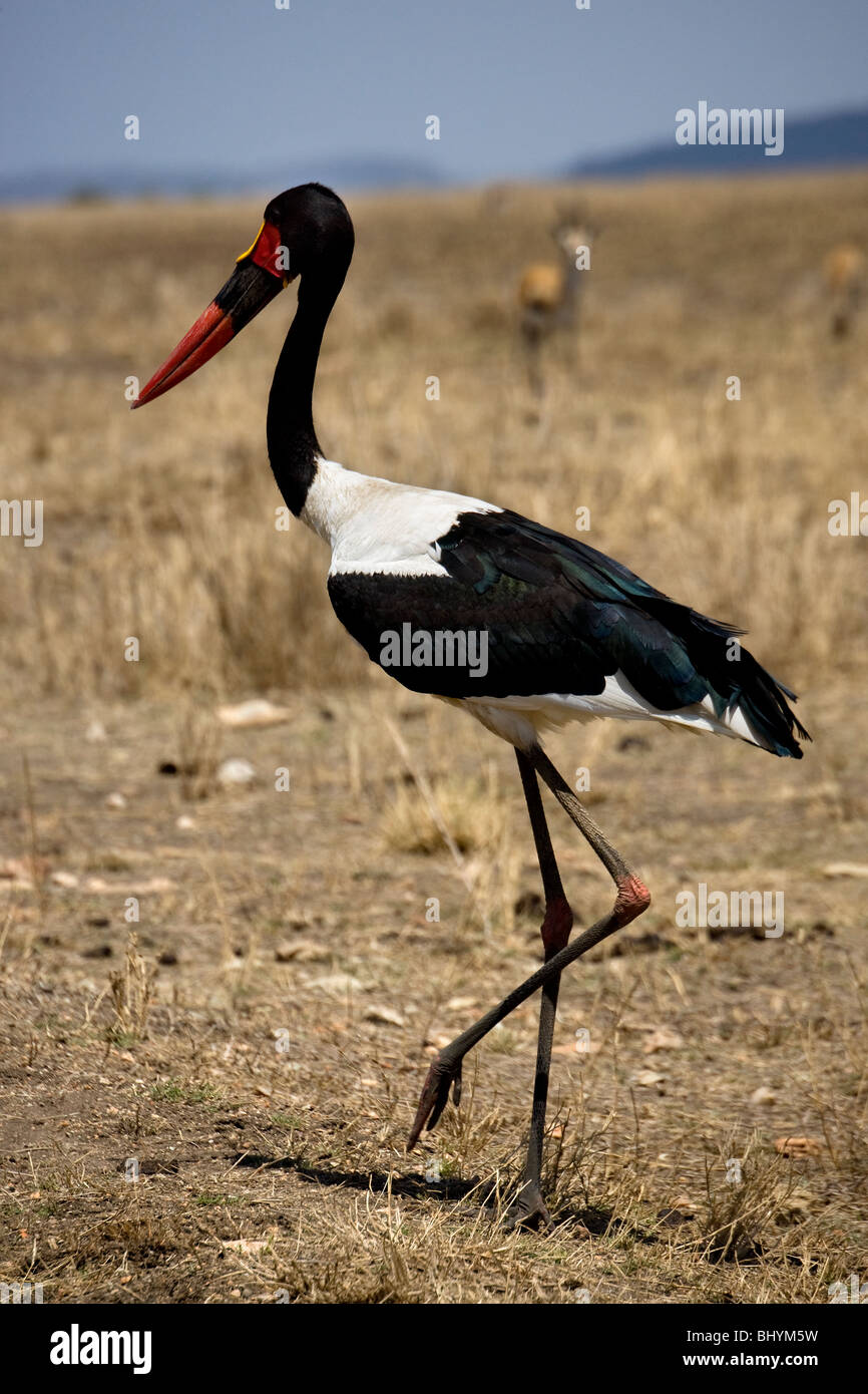Saddle-Billed Stork, Serengeti NP, Tanzania, East Africa Stock Photo ...
