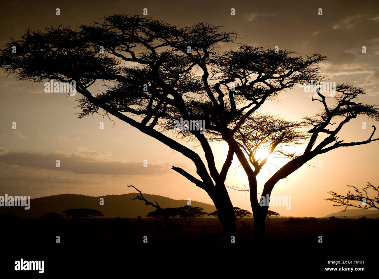 Acacia tree at sunset, Serengeti NP, Tanzania, East Africa Stock Photo ...