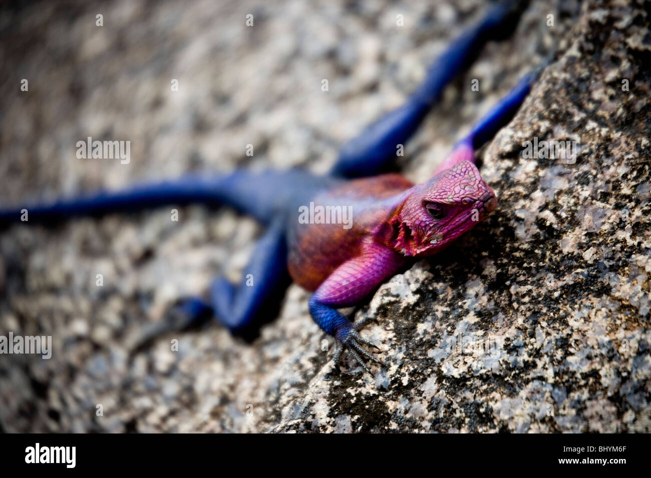 African coloured lizard hi-res stock photography and images - Alamy