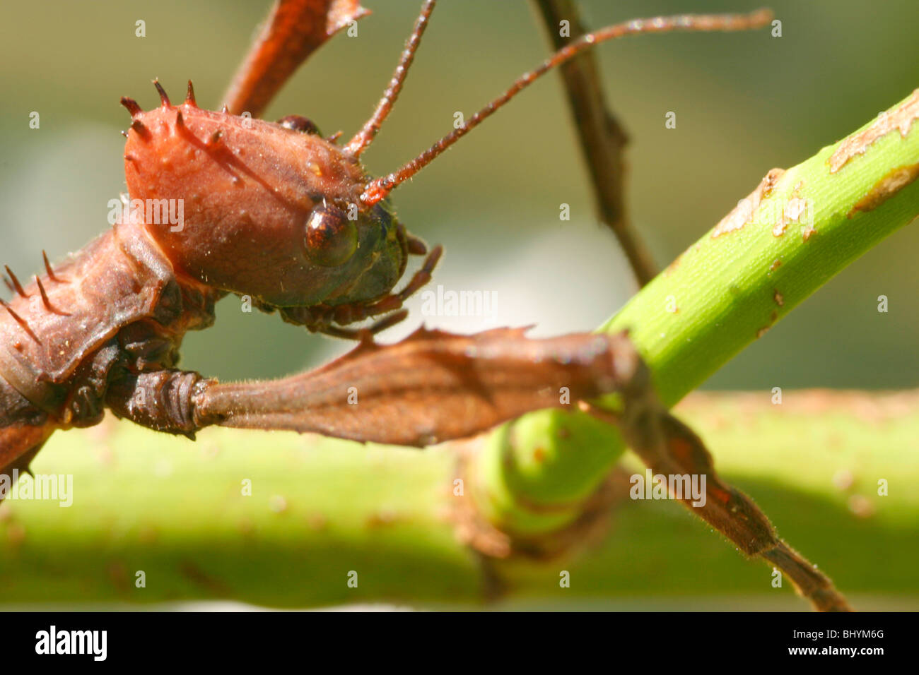 Extatosoma hi-res stock photography and images - Alamy