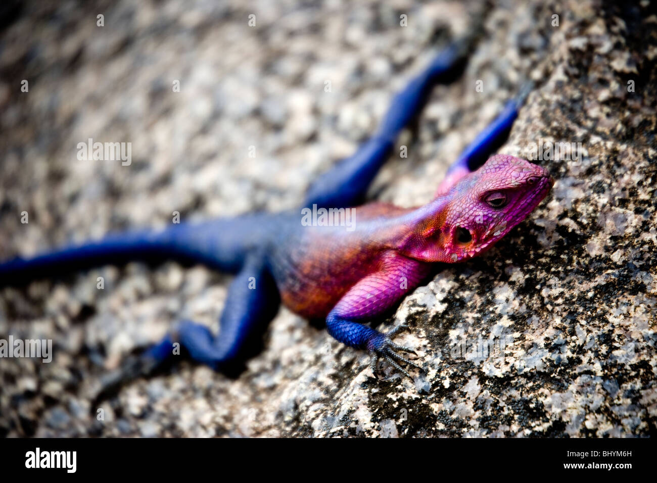 Agama Lizard on a rock, Serengeti NP, Tanzania, East Africa Stock Photo ...