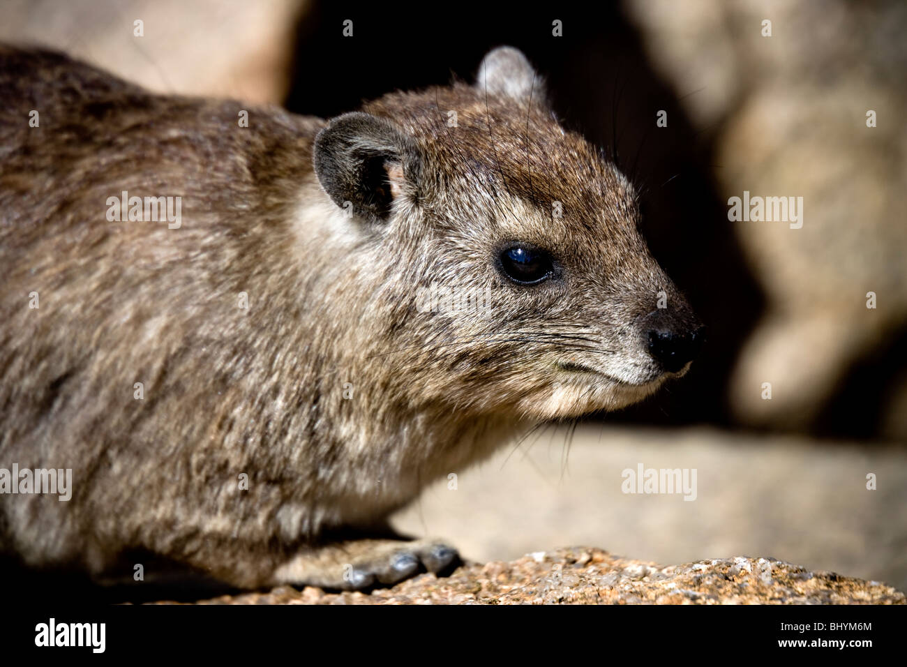 Serengeti hyrax hi-res stock photography and images - Alamy