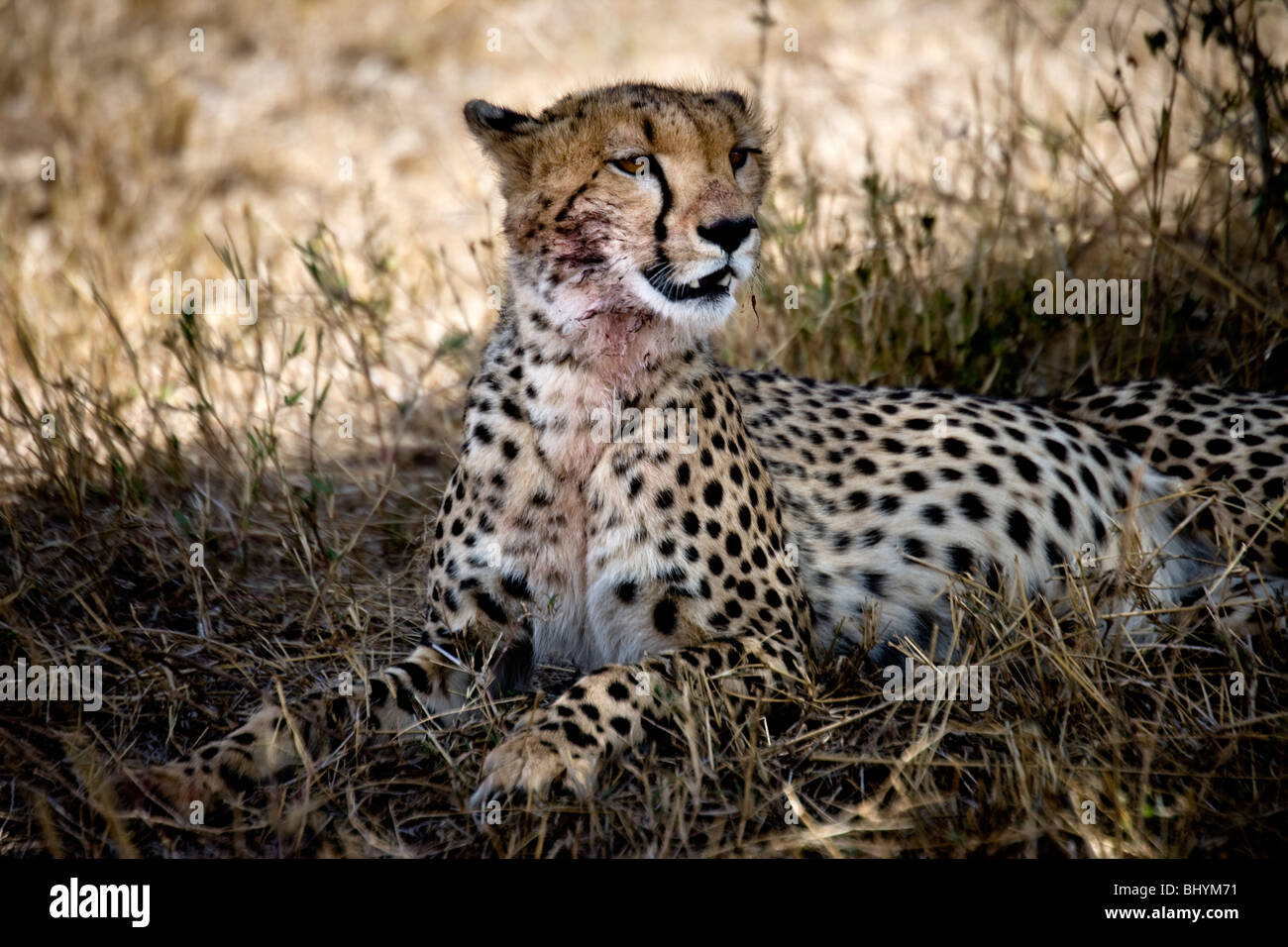 Wild animal with a bloody face hi-res stock photography and images - Alamy