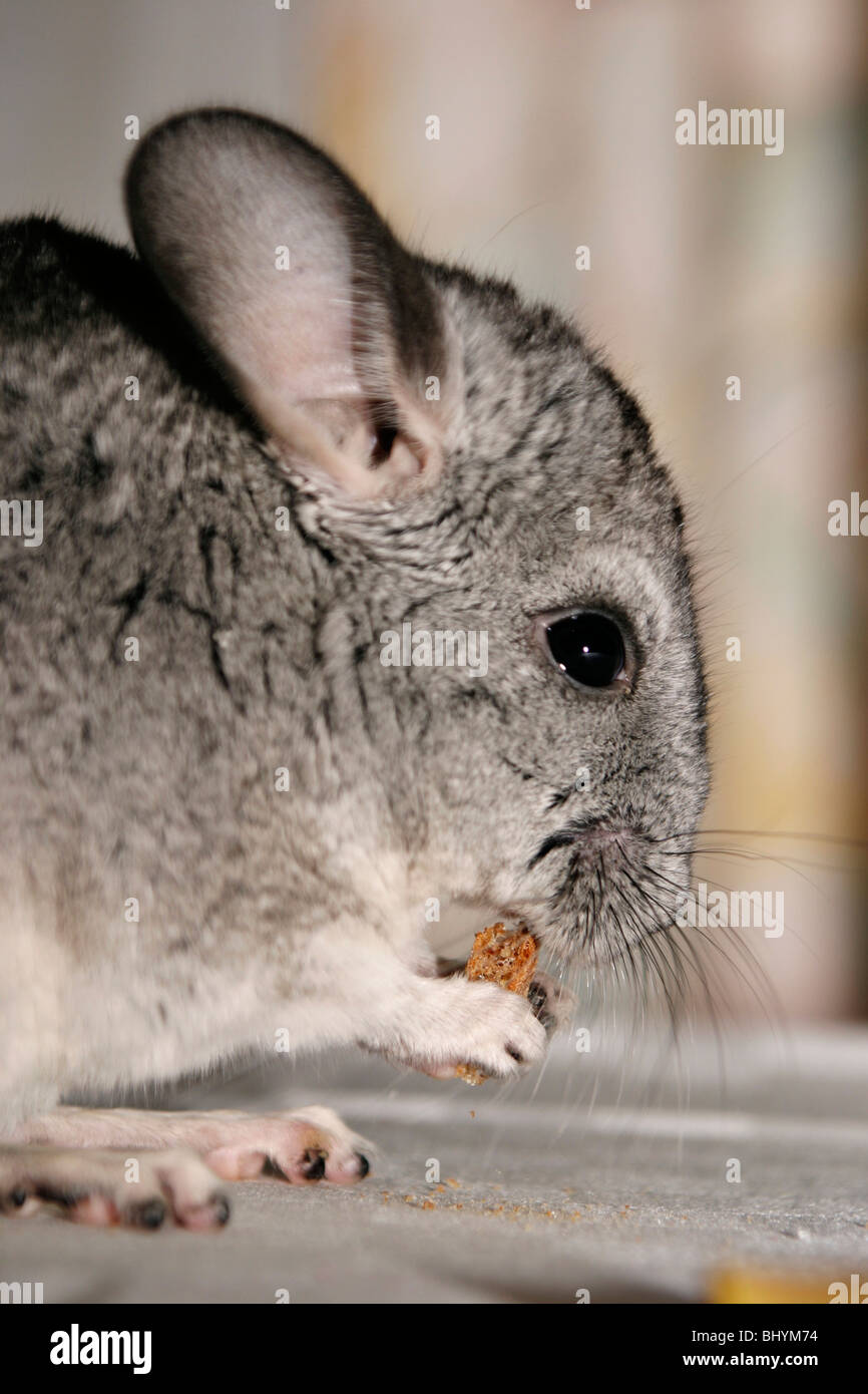 Feeding chinchilla hi-res stock photography and images - Alamy