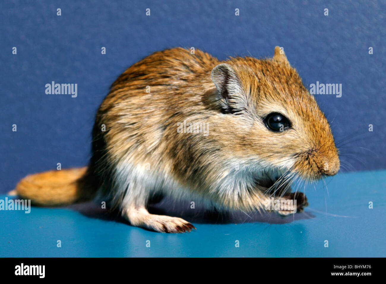 Shawi hi-res stock photography and images - Alamy