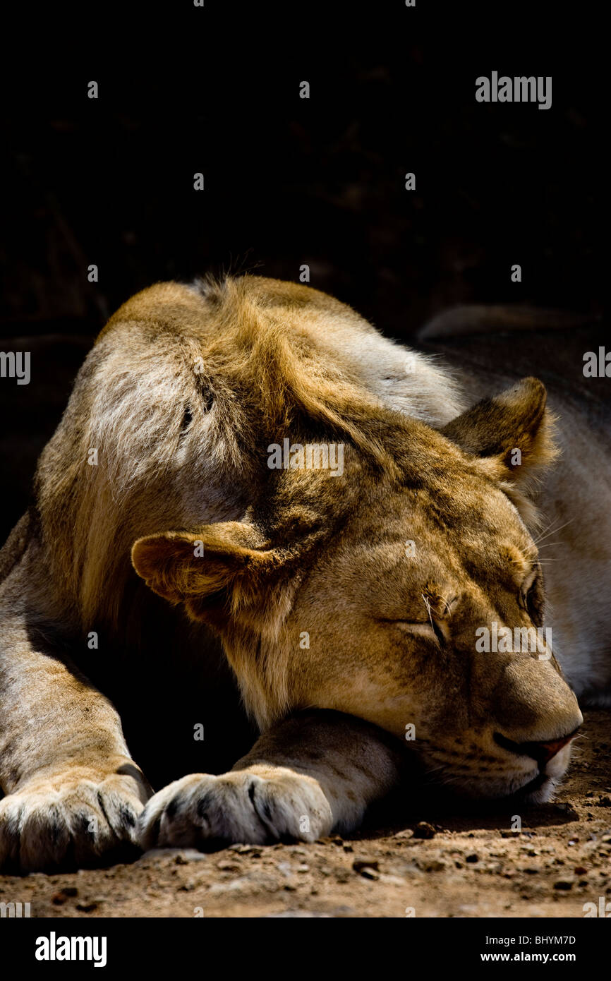 Young male lion sleeping, Serengeti NP, Tanzania, East Africa Stock ...