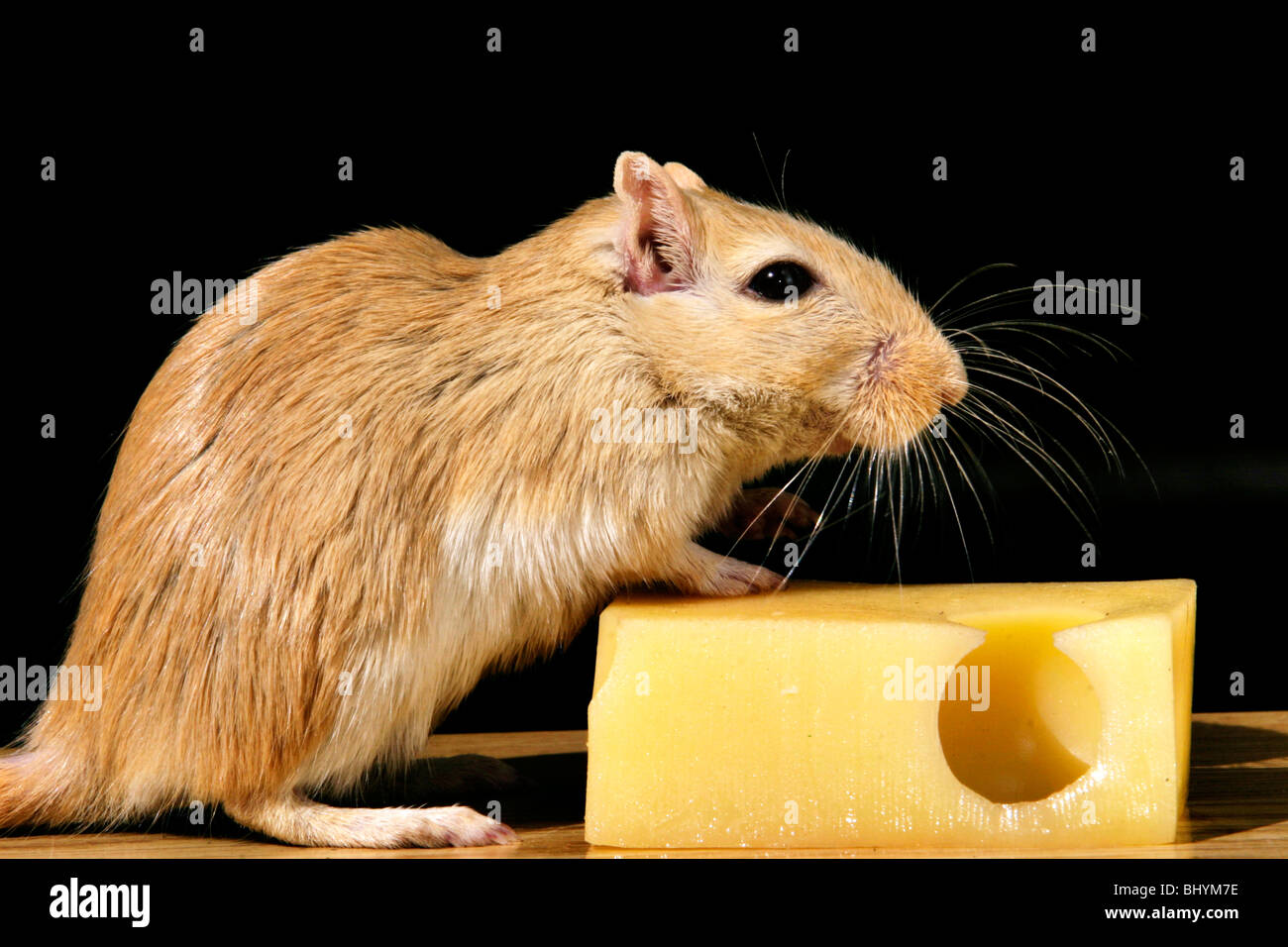 mouse with cheese Stock Photo - Alamy