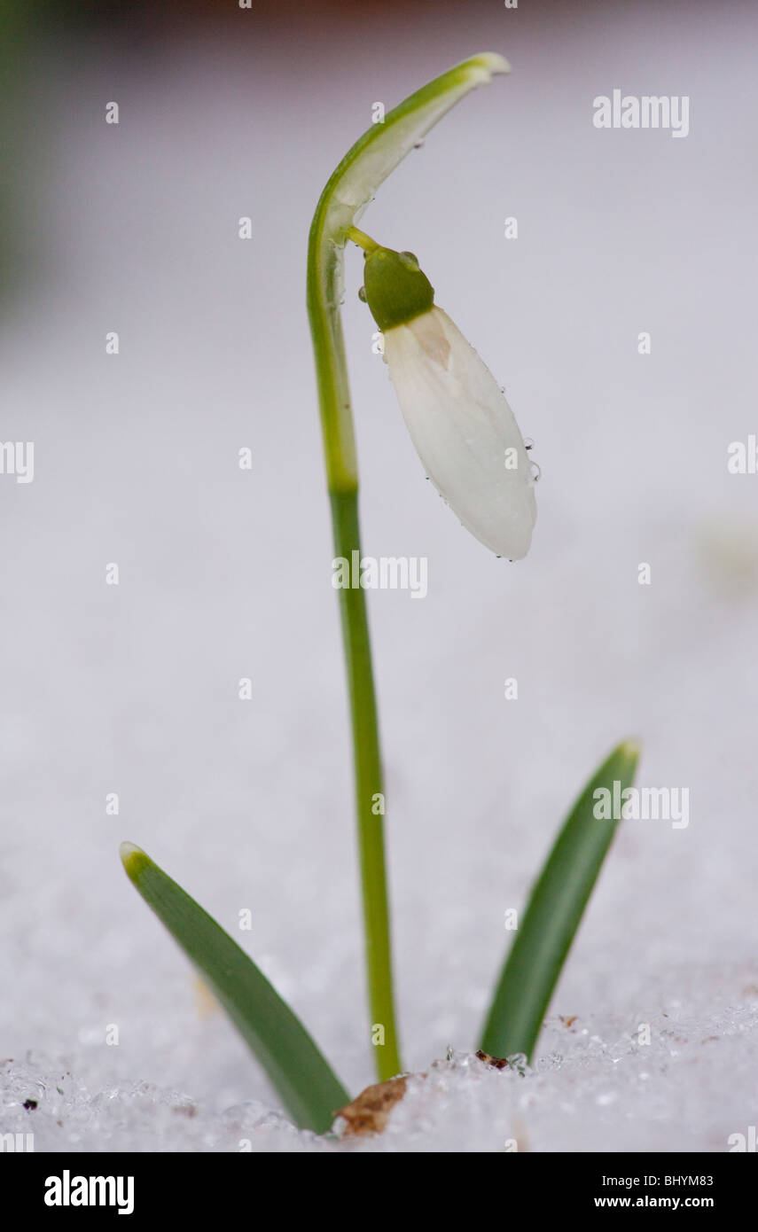 Galanthus nivalis snow hi-res stock photography and images - Alamy