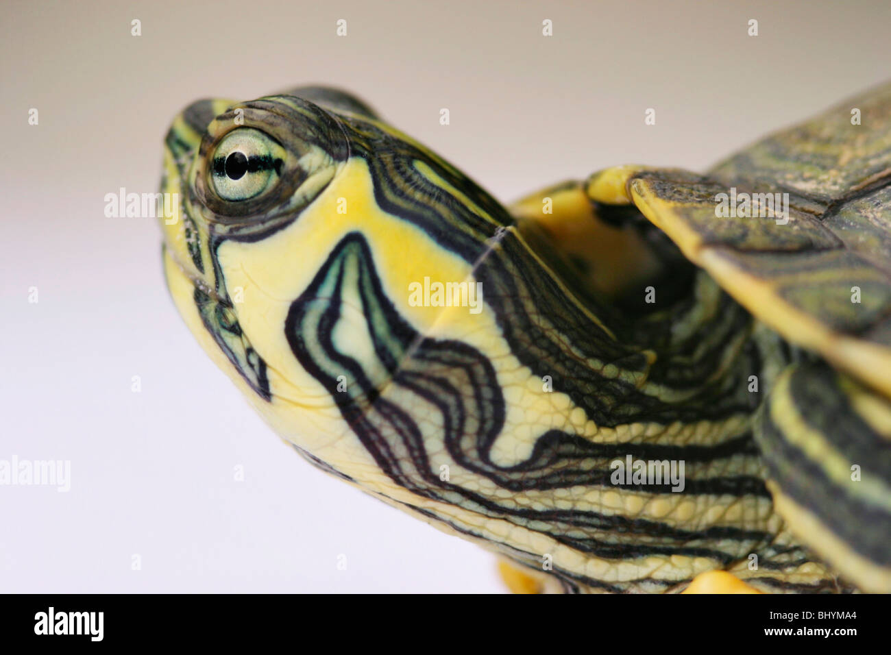 Scripta scripta hi-res stock photography and images - Alamy