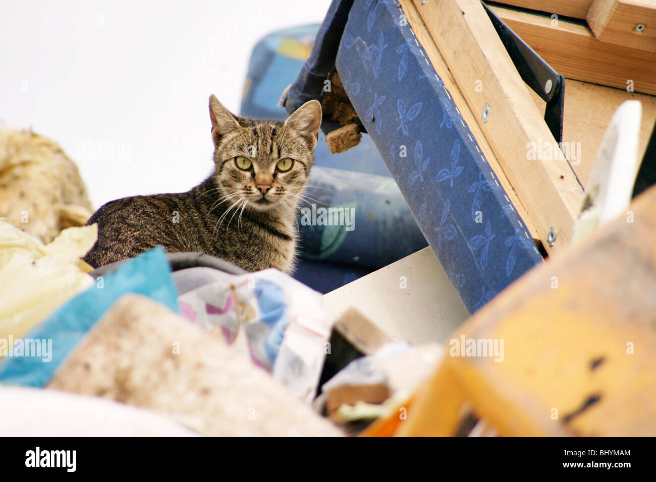 cat on a garbage depot Stock Photo - Alamy