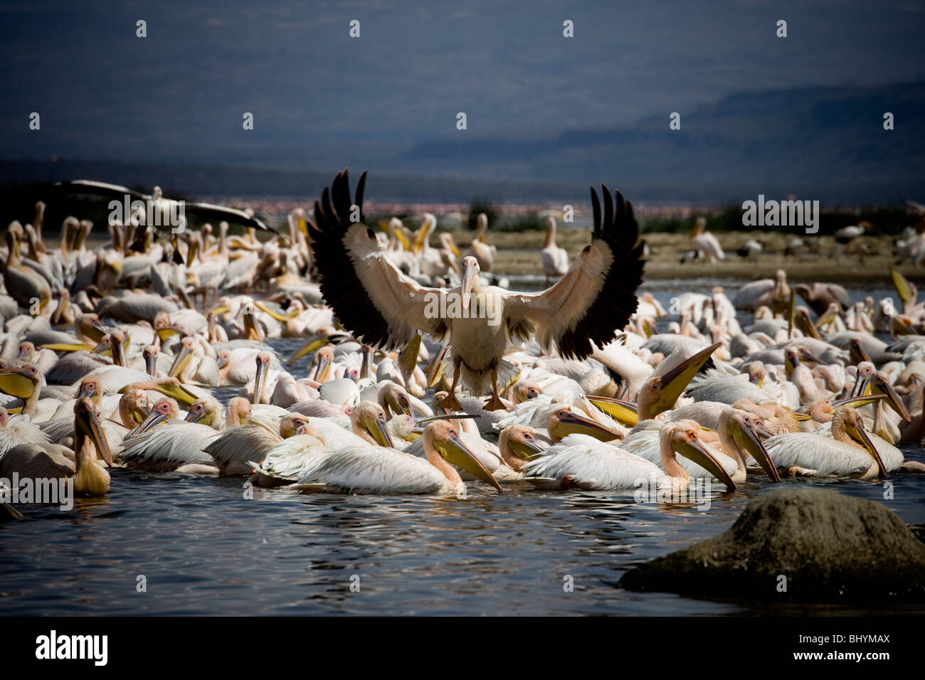 Great White Pelican, Lake Nakuru NP, Kenya, East Africa Stock Photo - Alamy