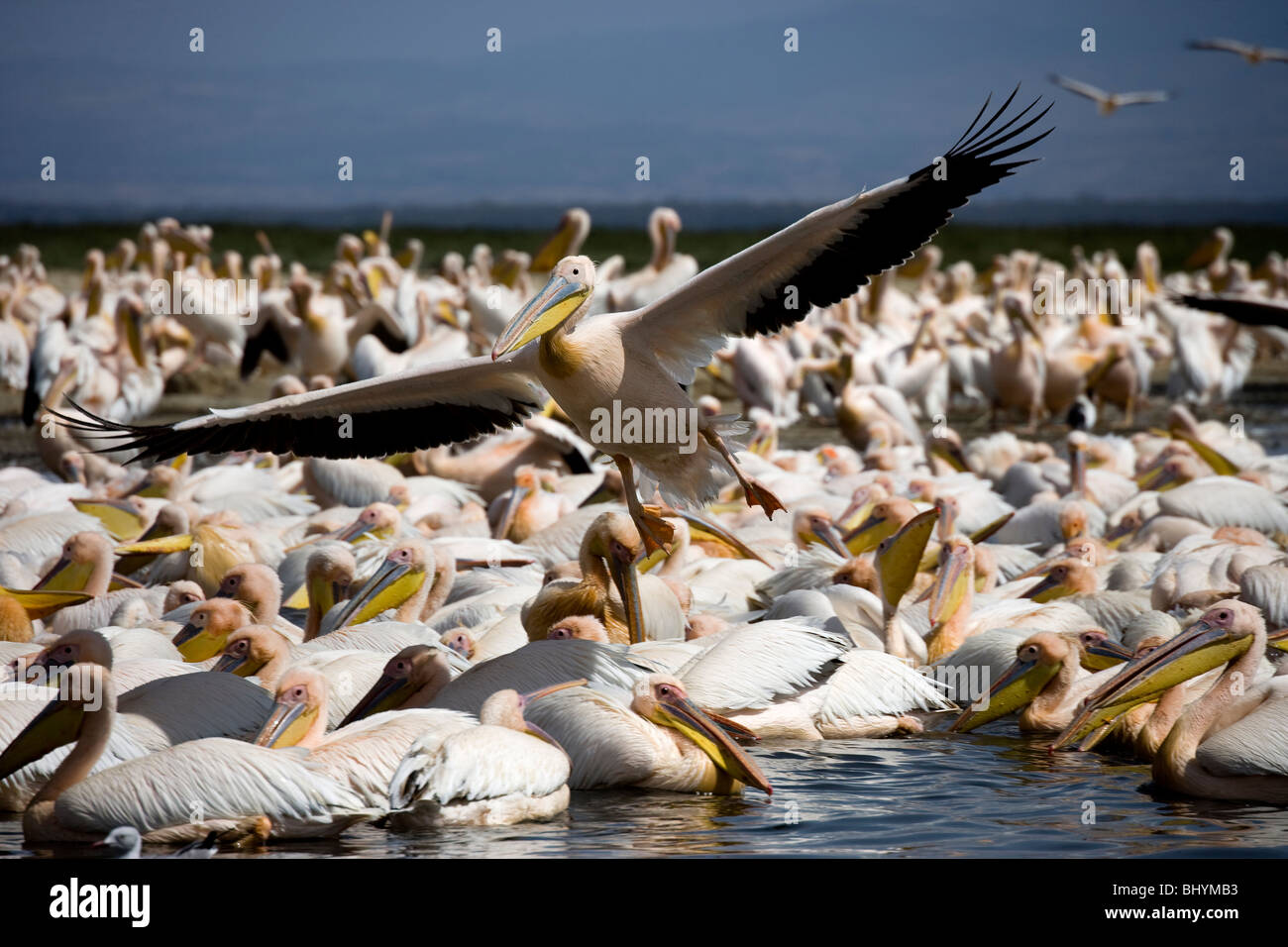 Great White Pelican, Lake Nakuru NP, Kenya, East Africa Stock Photo - Alamy