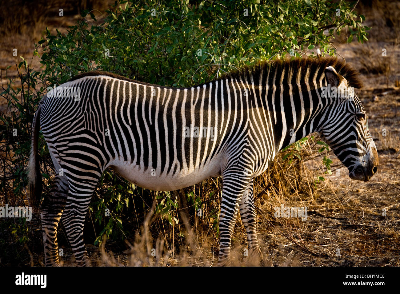 Grevy's Zebra, Samburu National Reserve, Kenya, East Africa Stock Photo ...