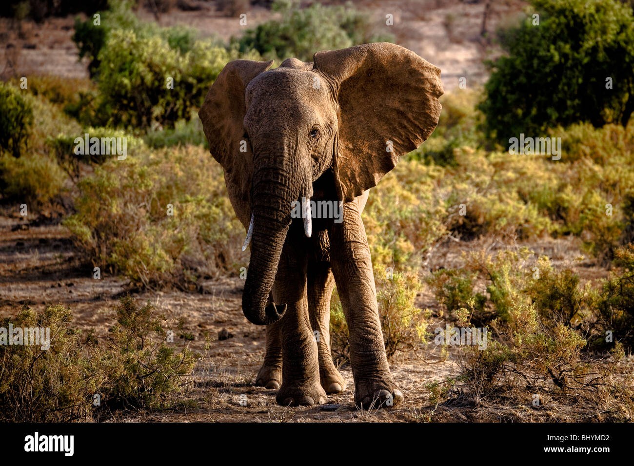 Lone elephant, Samburu National Reserve, Kenya, East Africa Stock Photo ...