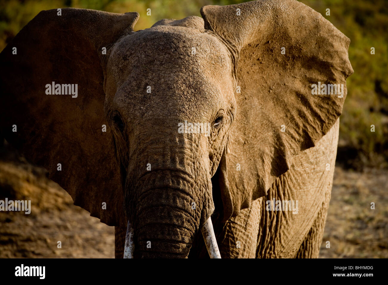 Lone elephant, Samburu National Reserve, Kenya, East Africa Stock Photo ...