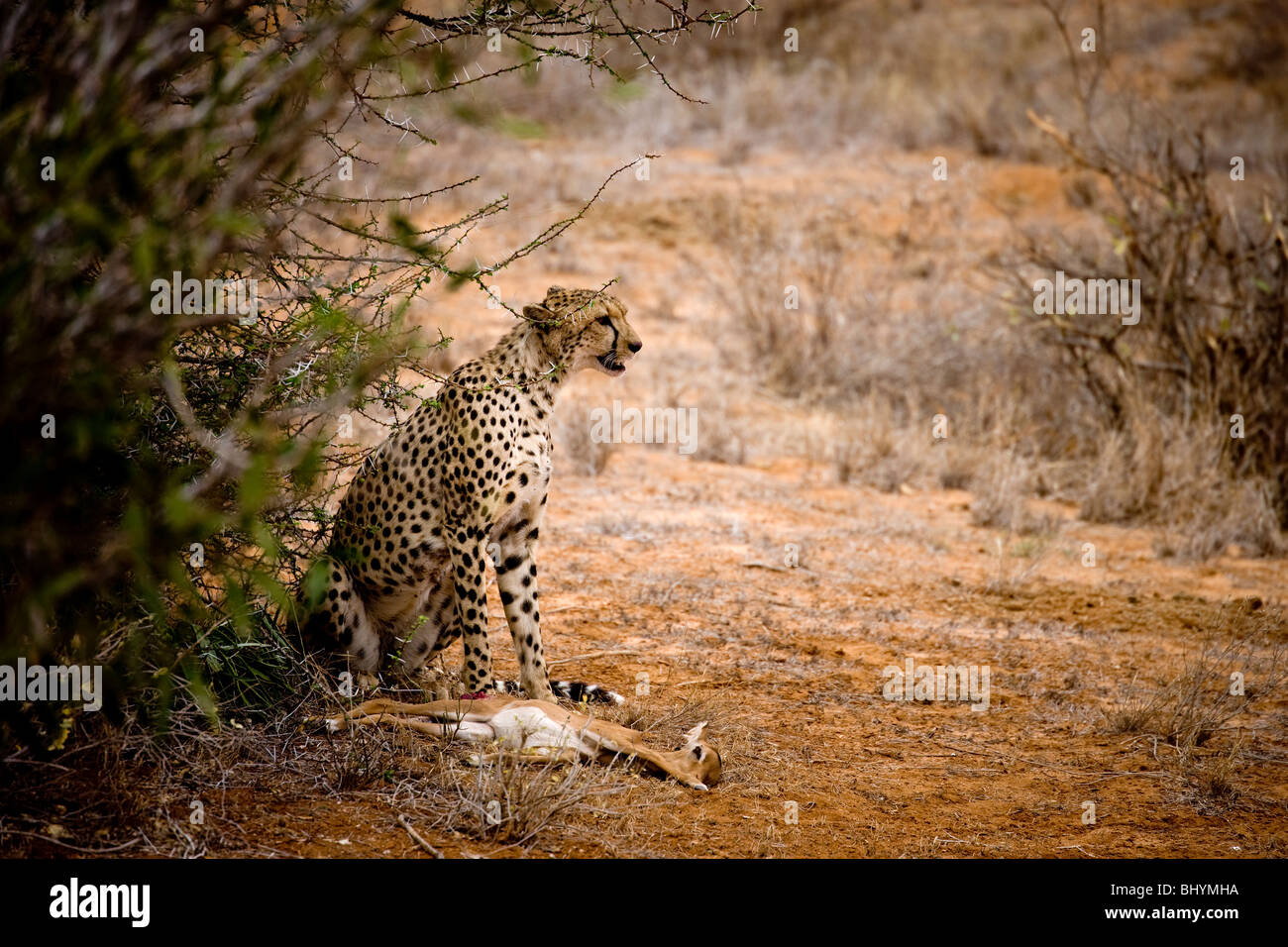 Cheetah hunting impala hi-res stock photography and images - Alamy