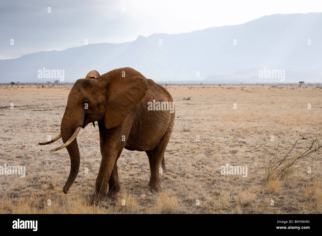 Lone Elephant, Tsavo East NP, Kenya, East Africa Stock Photo - Alamy